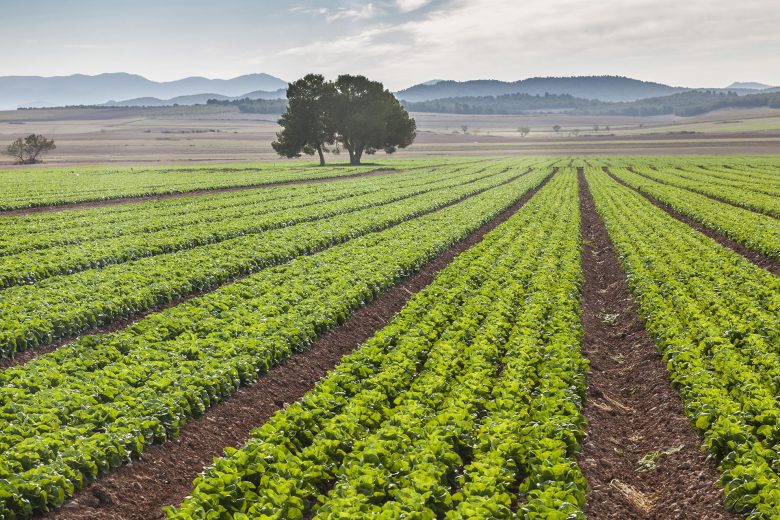The History of Drip Irrigation - Irrinews